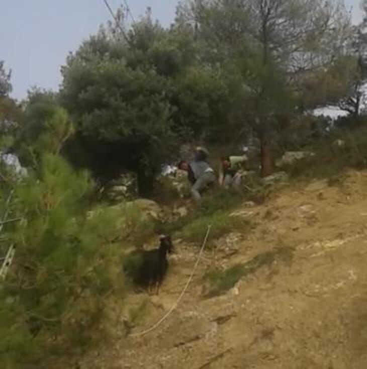 Goat Dangling From Power Line Doesn't Get What The Big Deal Is - The Dodo