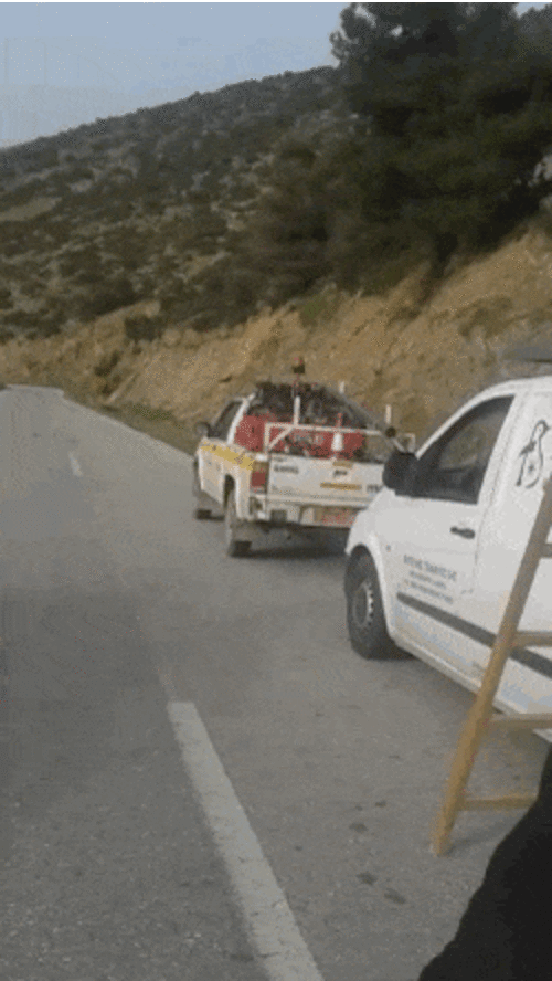 Goat Dangling From Power Line Doesn't Get What The Big Deal Is - The Dodo