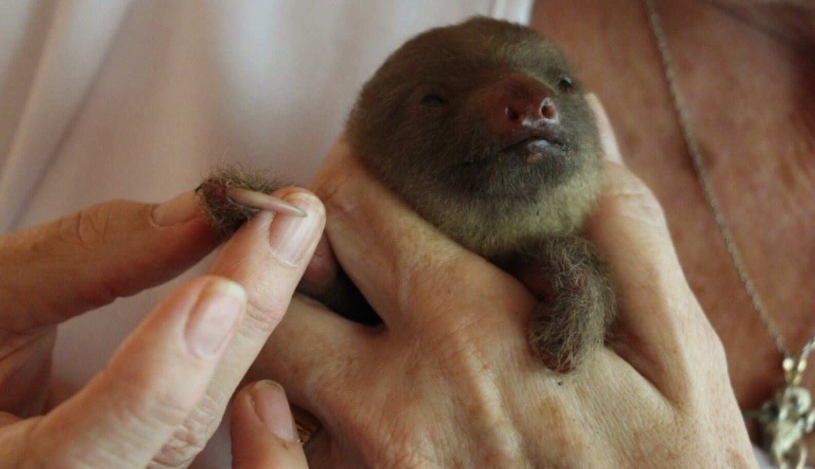 Baby Tree Sloth Bounces Back After Rescue - The Dodo