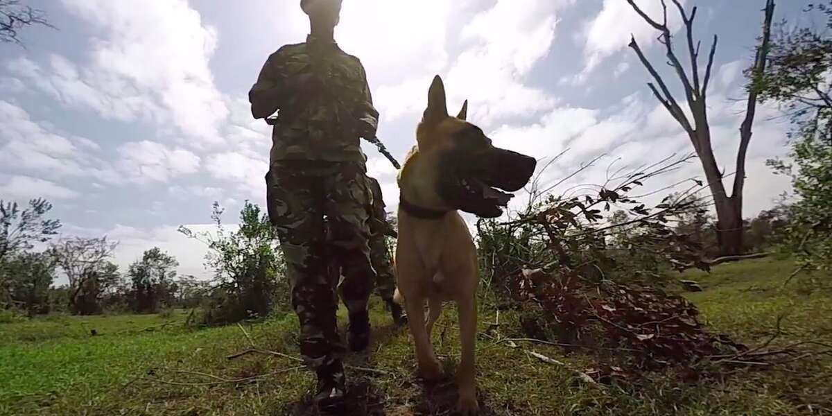 Loneliest Rhino's Best Friend Is A Dog - The Dodo