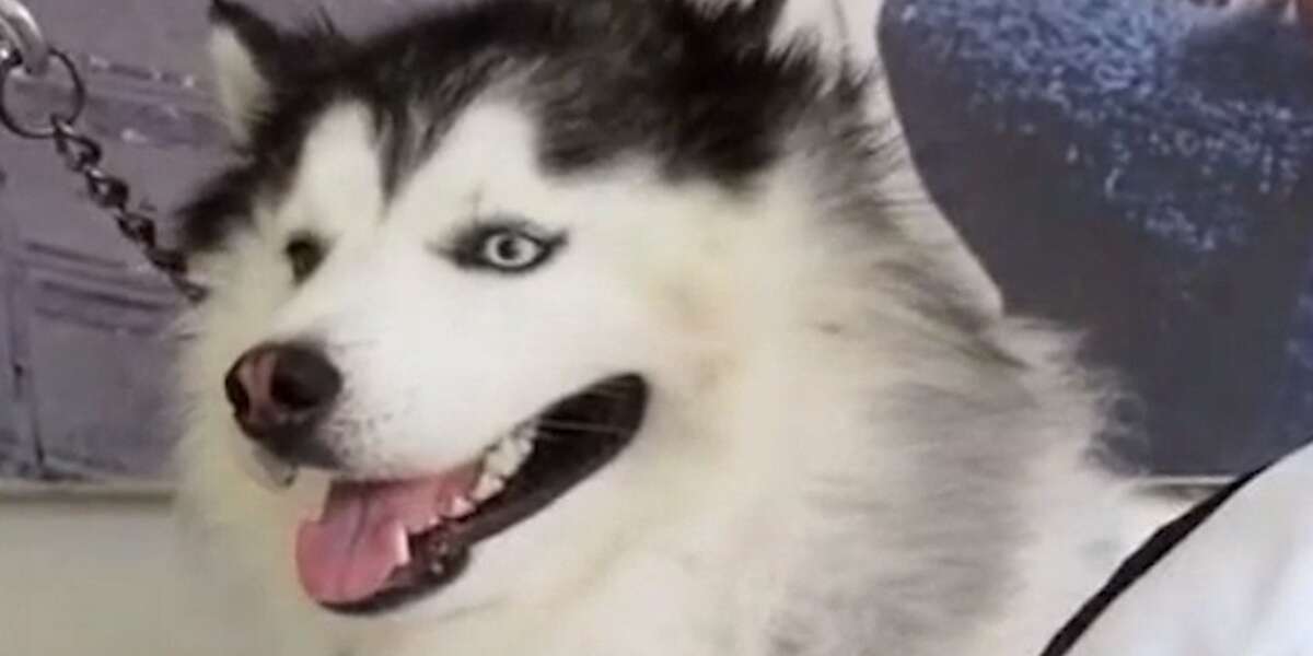 Husky Gets Vacuumed Clean - The Dodo