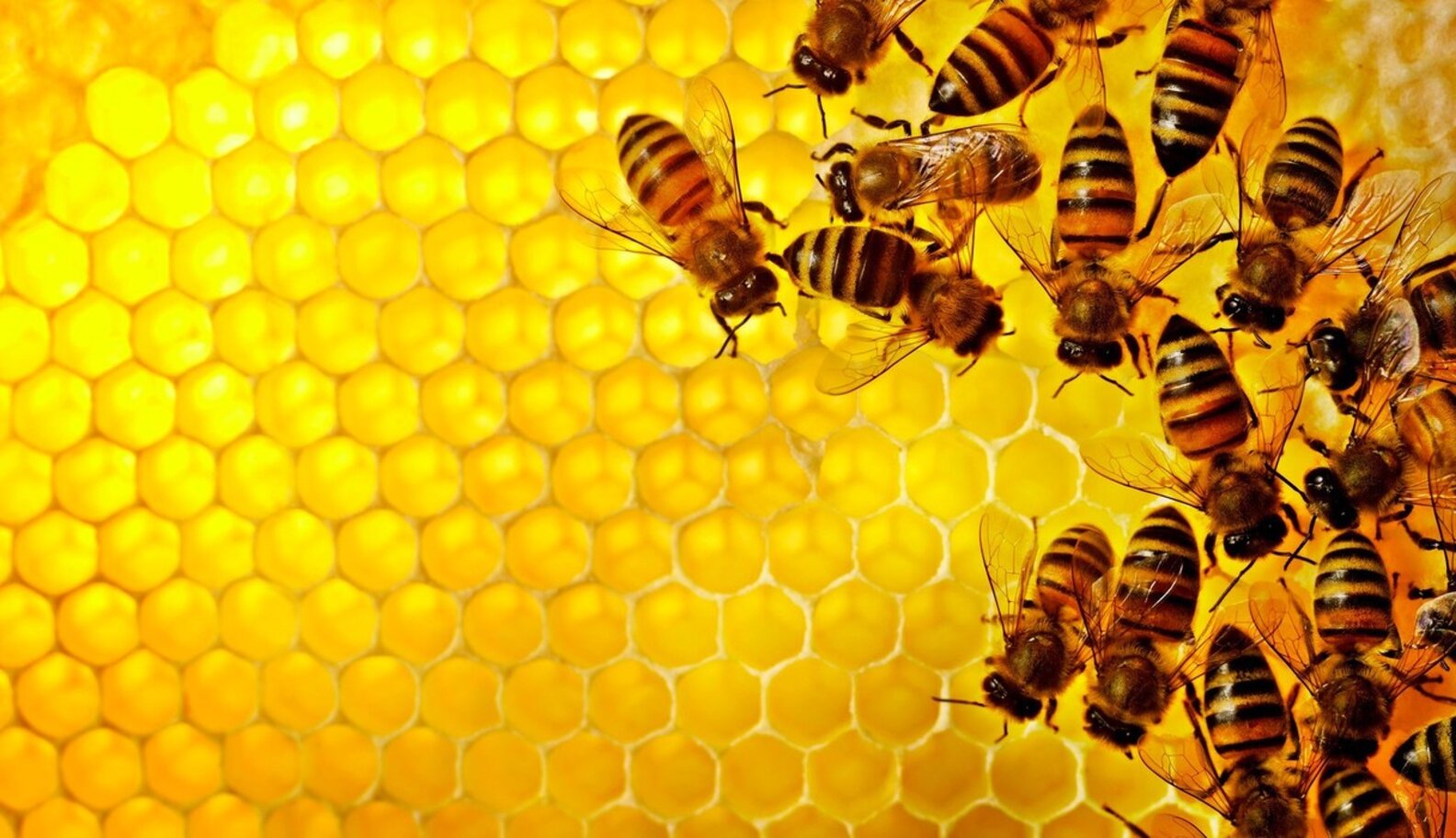 Bees Are Recycling Our Plastic For Us - The Dodo