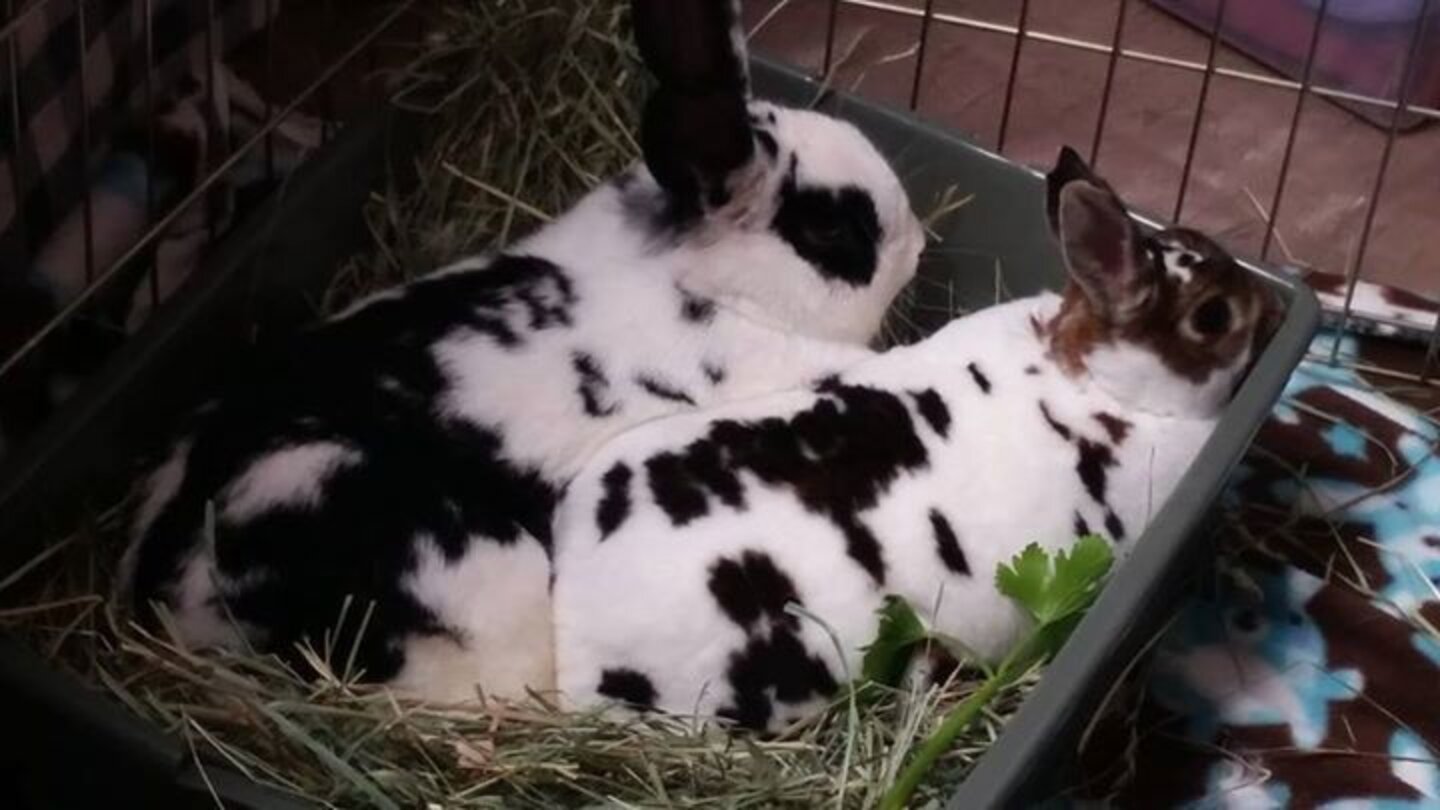 Loyal Rabbit Refuses To Leave Side Of Dead Mate - The Dodo