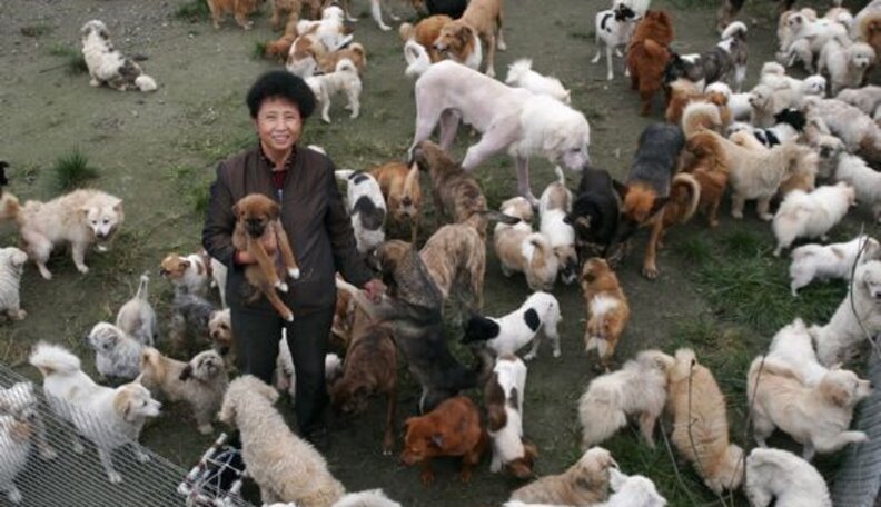 Rescuers Save 800 Dogs Bound For Meat Slaughter - The Dodo