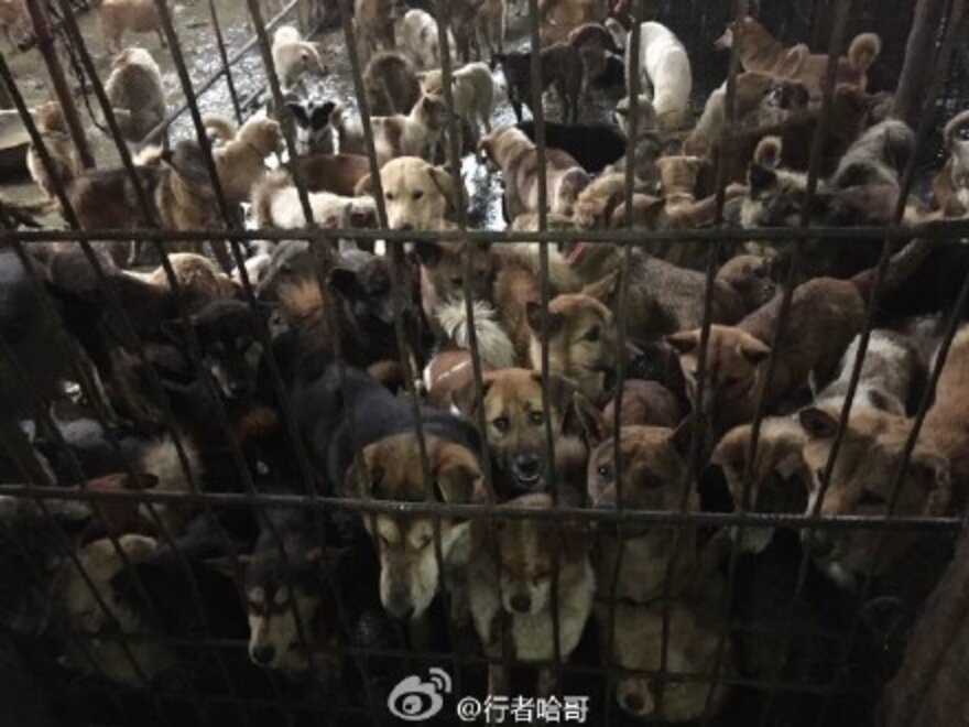 Rescuers Save 800 Dogs Bound For Meat Slaughter - The Dodo