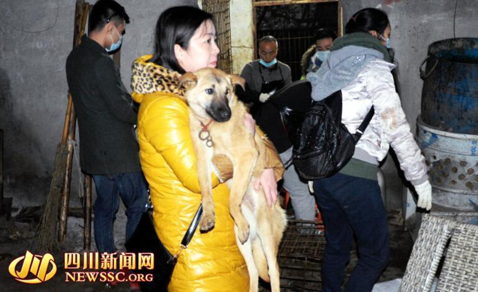 Rescuers Save 800 Dogs Bound For Meat Slaughter - The Dodo