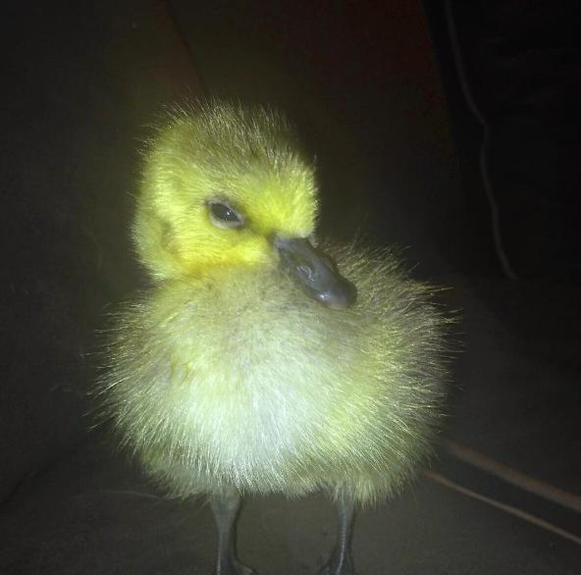 Rescued Goose Refuses To Leave The Guy Who Saved Her Life - The Dodo