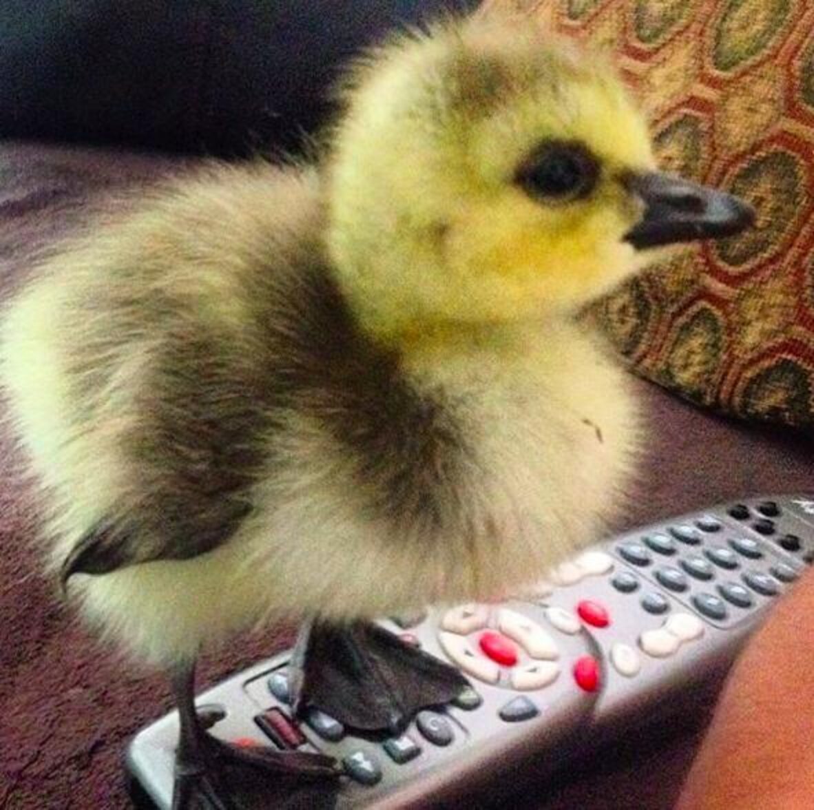 Rescued Goose Refuses To Leave The Guy Who Saved Her Life - The Dodo