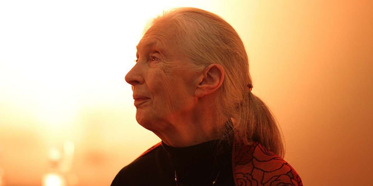 The 81-Year Evolution Of Jane Goodall - The Dodo