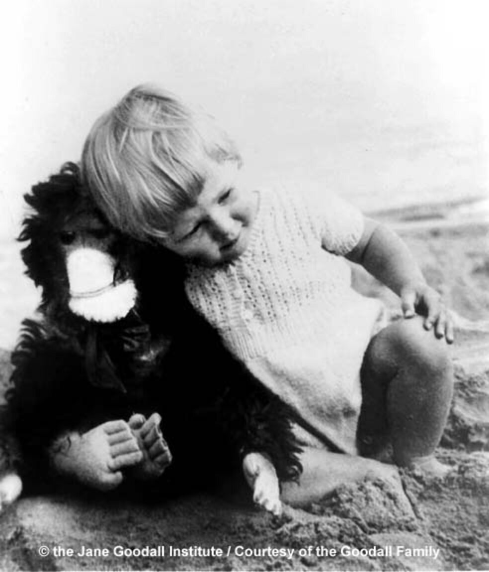 The 81-Year Evolution Of Jane Goodall - The Dodo