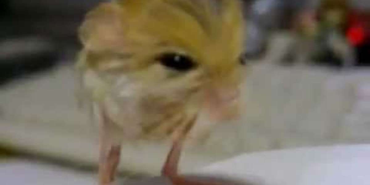 20 pygmy animal species from around the world - The Dodo