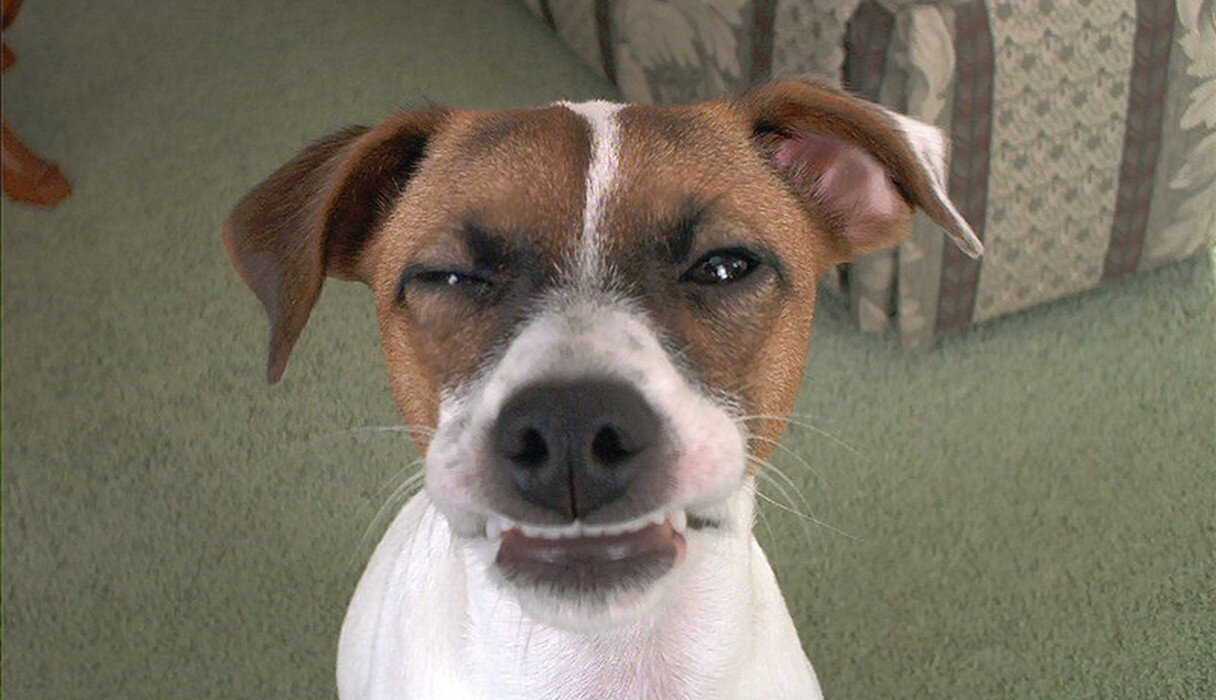 How To Treat Wind Chapped Lips In Dogs | Lipstutorial.org