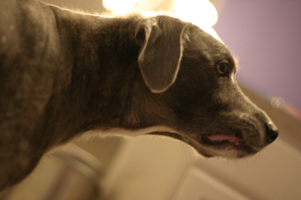 5 Dogs Whose Lips Are Stuck To Their Teeth - The Dodo