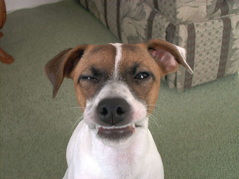 5 Dogs Whose Lips Are Stuck To Their Teeth - The Dodo