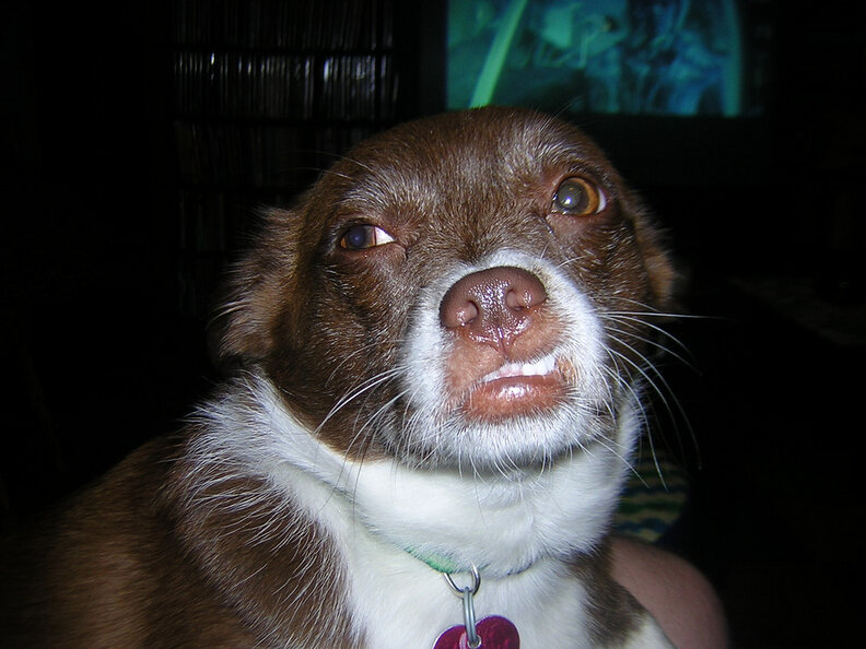 Puppy Lips Stuck On Teeth | Lipstutorial.org