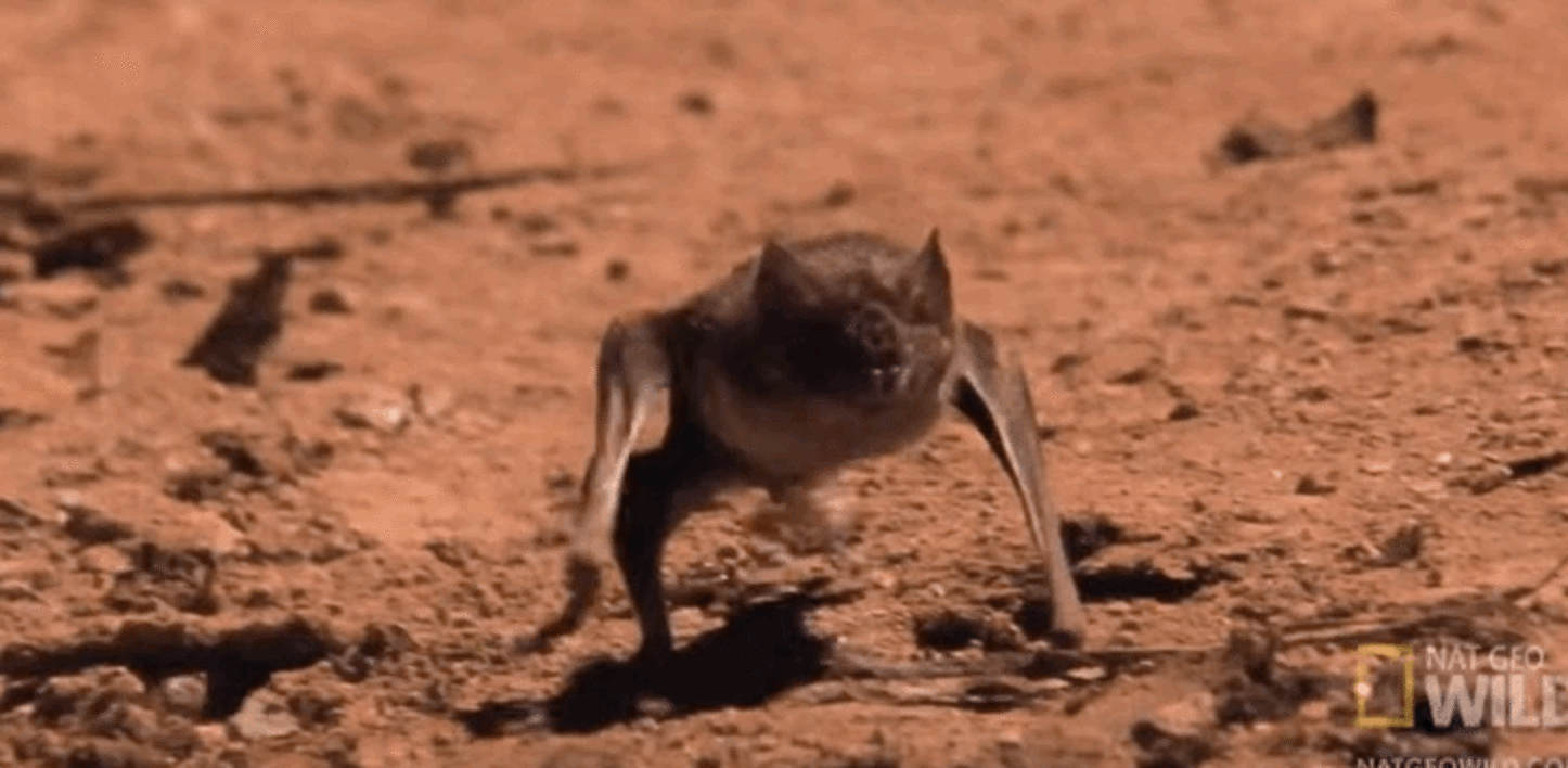 6 Reasons You Should Be Totally Into Vampire Bats - The Dodo