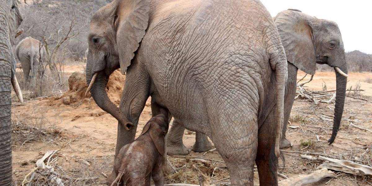 Adopting An Orphaned Elephant Is The Best Gift You'll Ever Give - The Dodo