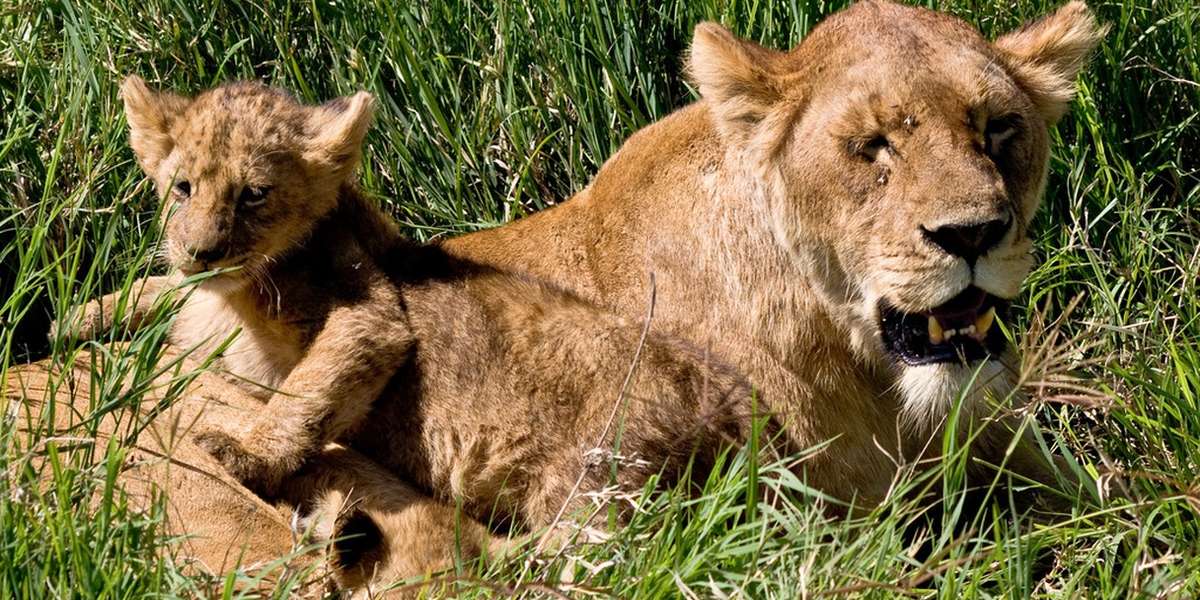 Heartbreak Over Cecil's Death Is Not Because He Was 'Famous' - The Dodo