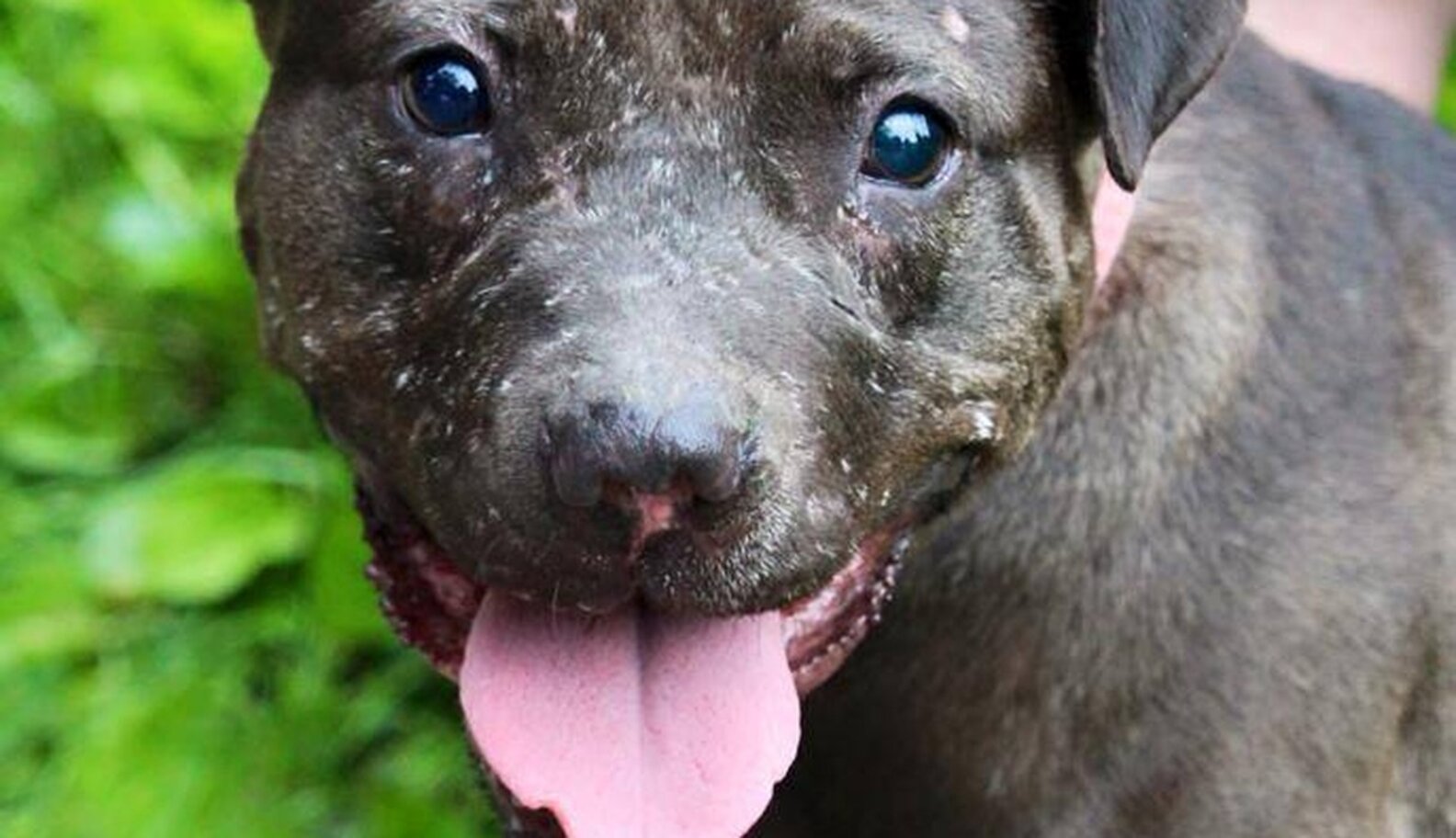 Dog With Missing Nose Is Now Blind — But Still Wants To Explore The ...