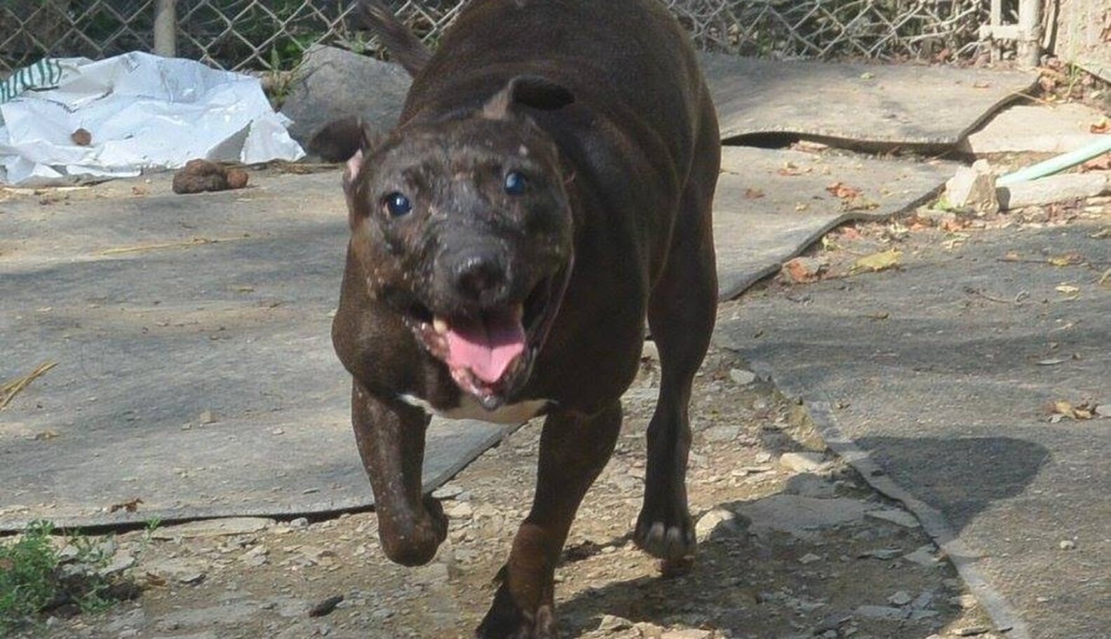 Dog With Missing Nose Is Now Blind — But Still Wants To Explore The ...