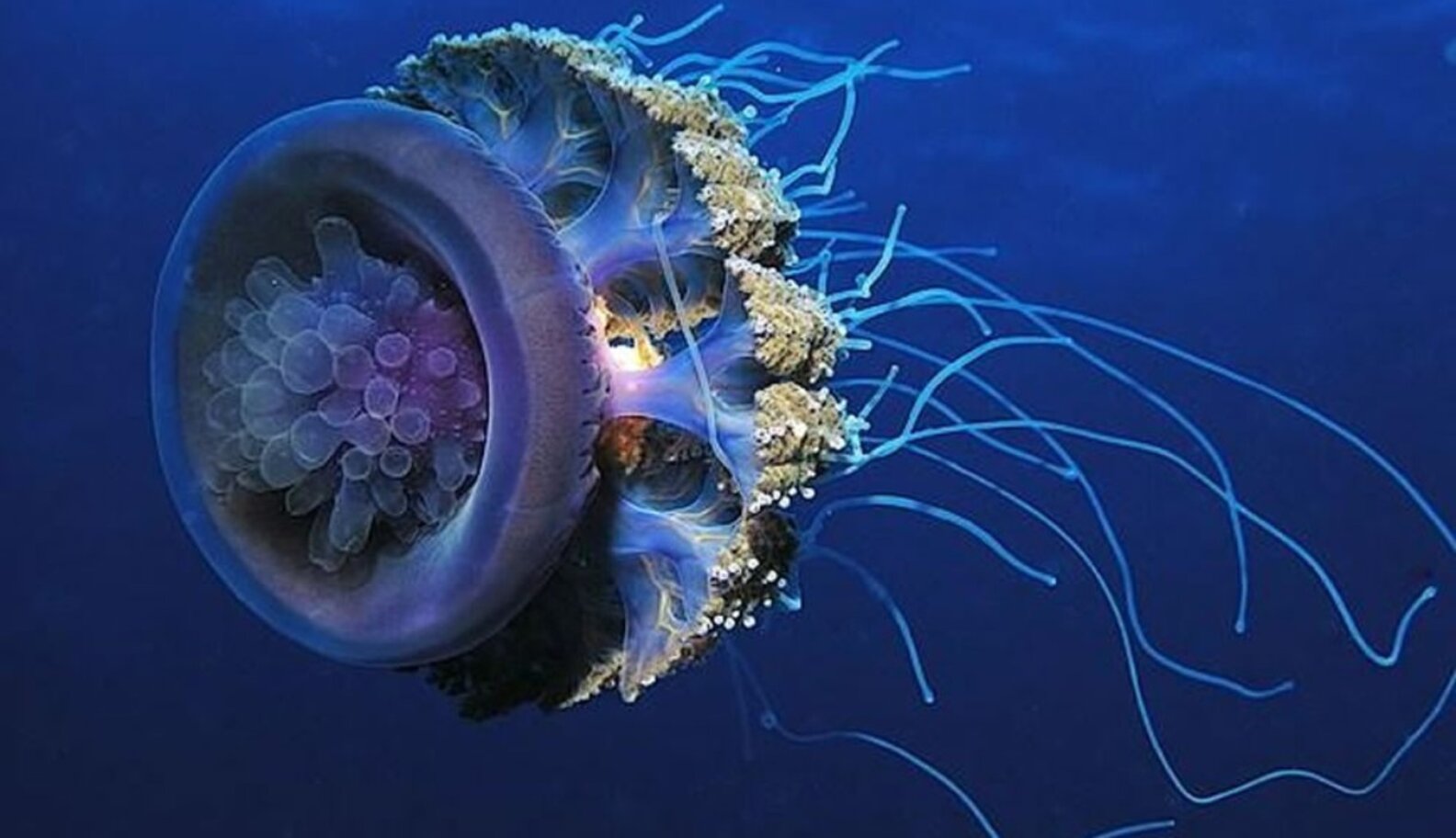 Immortal Jellyfish: Can They Really Live Forever? - The Dodo