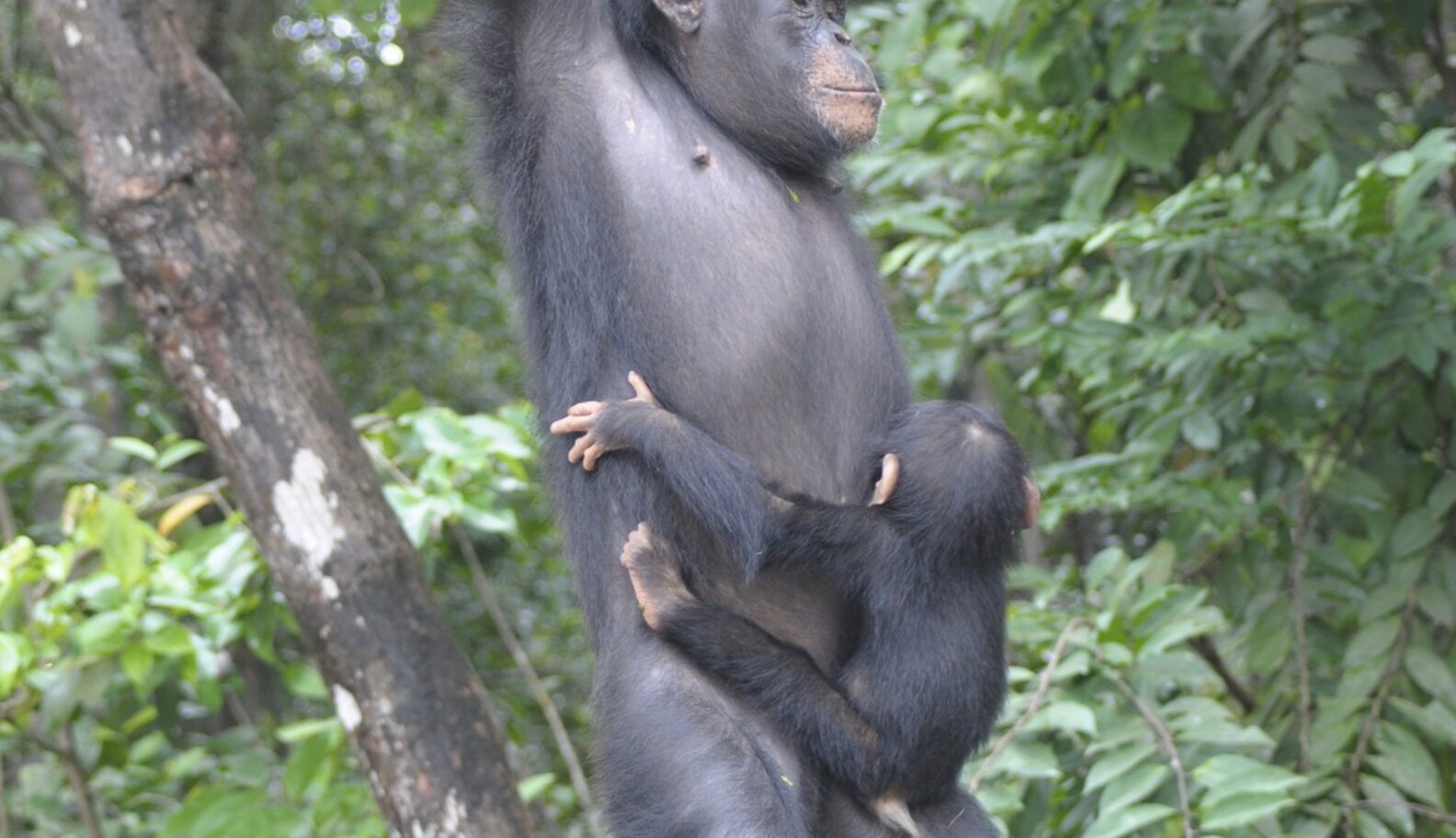 Mother Chimp Abandoned On Island Hugs Her New Baby - The Dodo