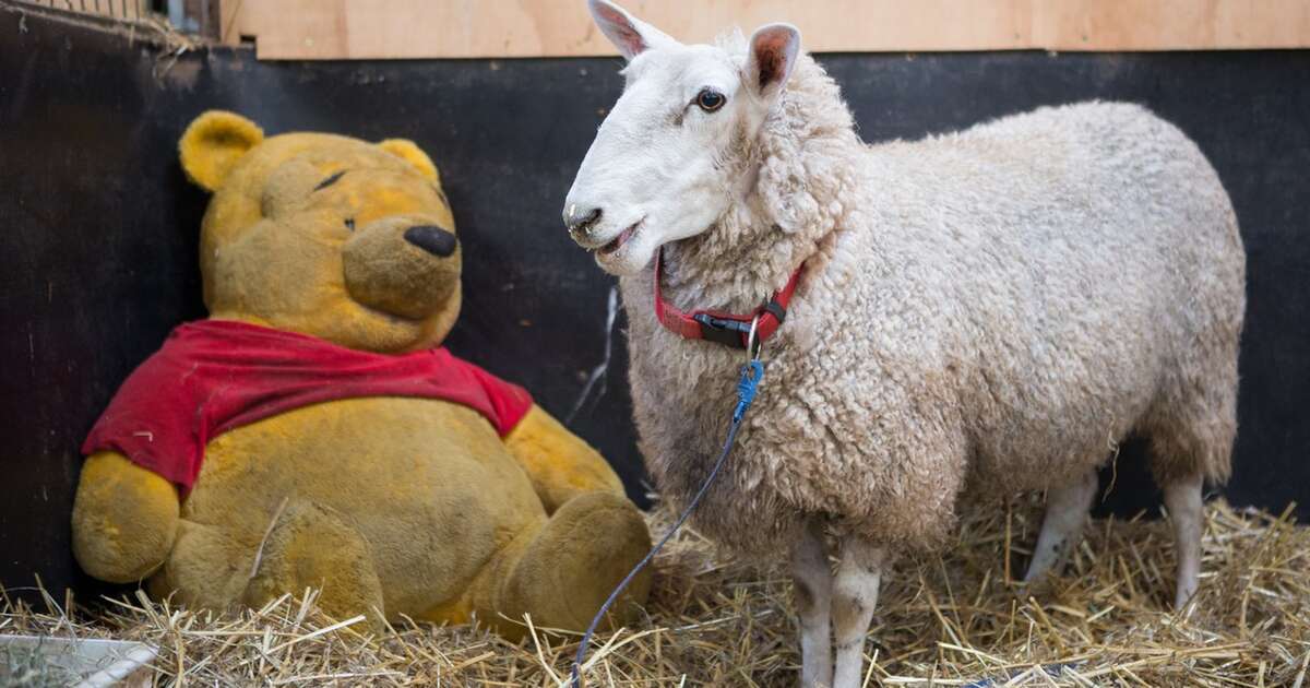 Sheep Torn Away From Her Baby Gets A Surprise Reunion - The Dodo