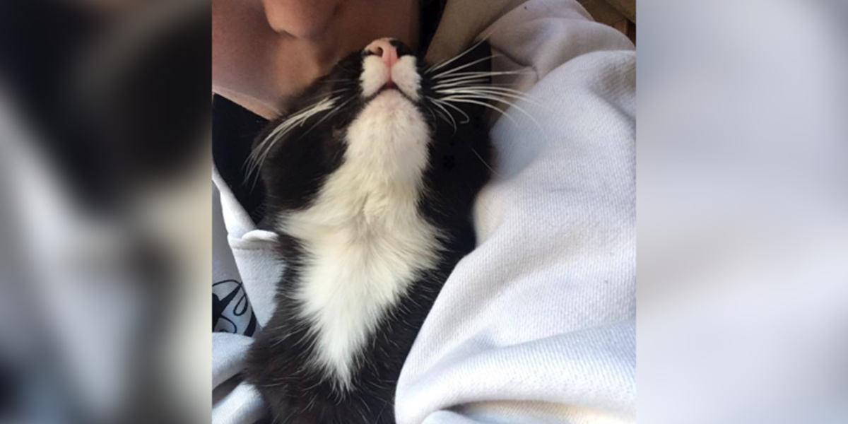 Blind Kitten Named 'Velcro Cat' Cuddles With His Mom - The Dodo