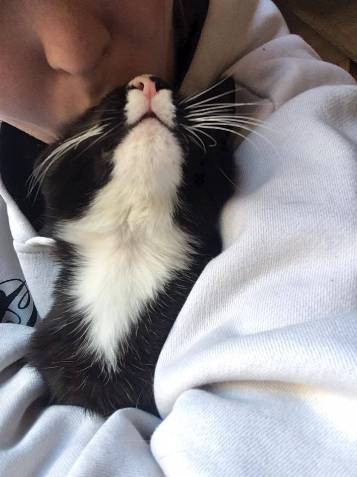 Blind Kitten Named 'Velcro Cat' Cuddles With His Mom - The Dodo