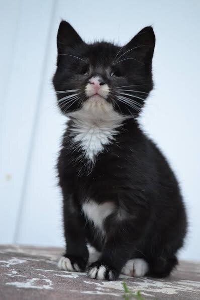 Blind Kitten Named 'Velcro Cat' Cuddles With His Mom - The Dodo