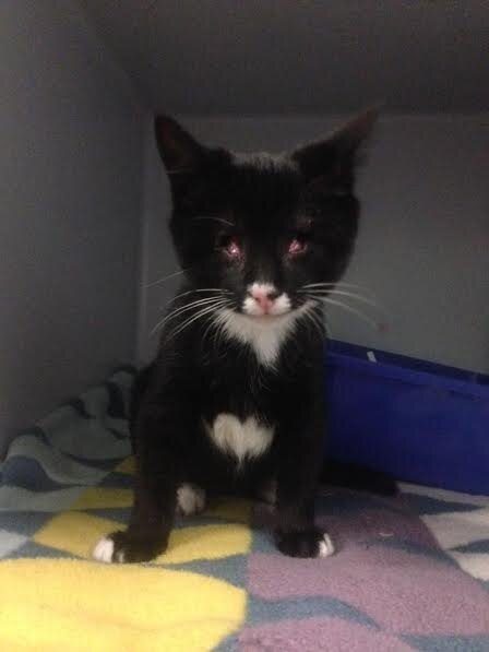 Blind Kitten Named 'Velcro Cat' Cuddles With His Mom - The Dodo