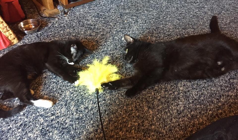 Blind Kitten Named 'Velcro Cat' Cuddles With His Mom - The Dodo