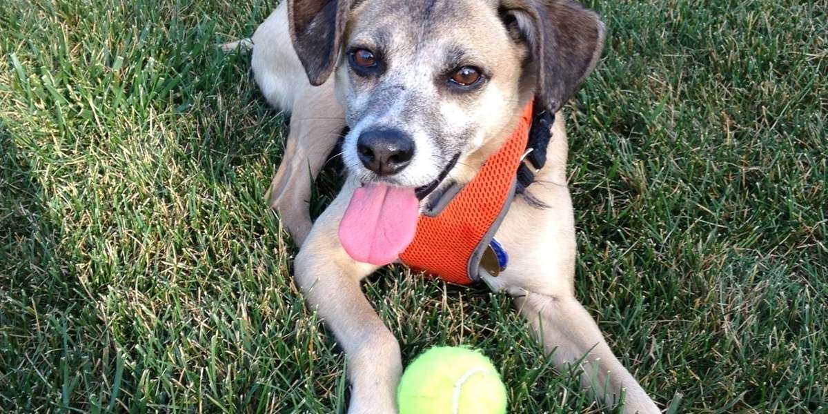 Three Lessons I Learned From My Rescue Dog - The Dodo