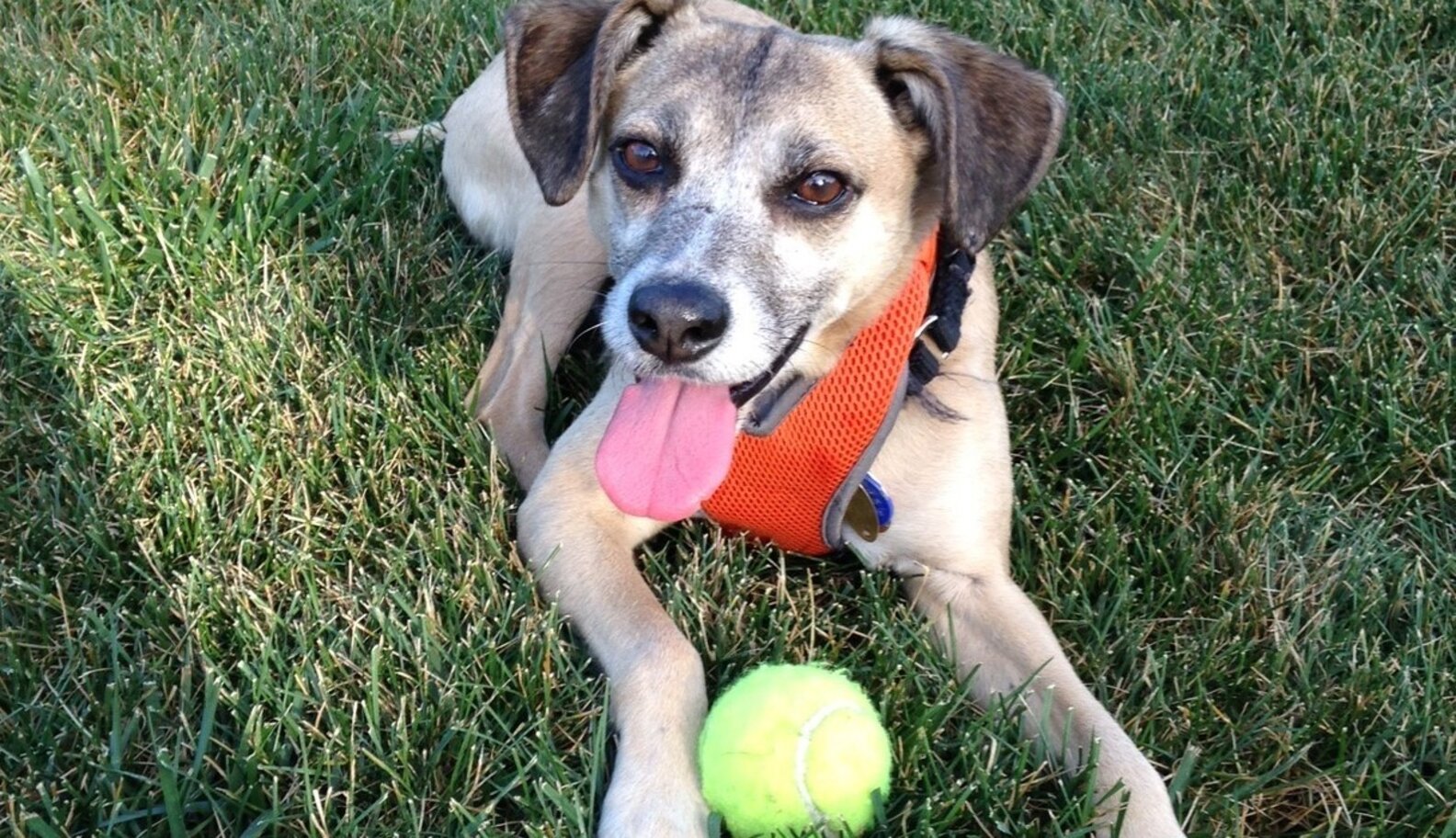 Three Lessons I Learned From My Rescue Dog - The Dodo