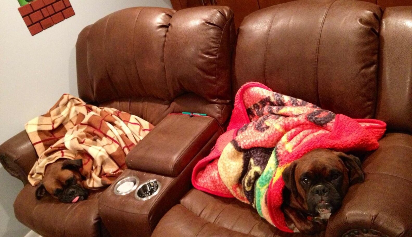 12 Pets Who Are Totally You And Your Sibling - The Dodo