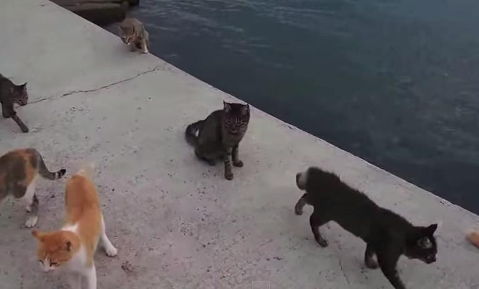 Welcome To Cat Island, The Most Purrfect Place On Earth - The Dodo