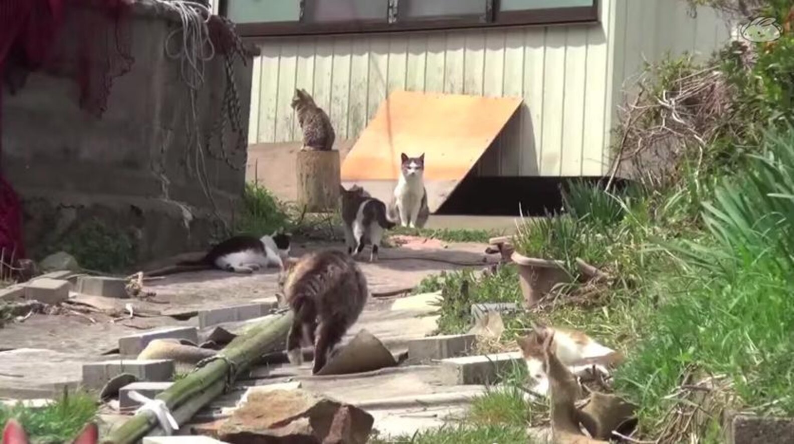 Welcome To Cat Island, The Most Purrfect Place On Earth - The Dodo
