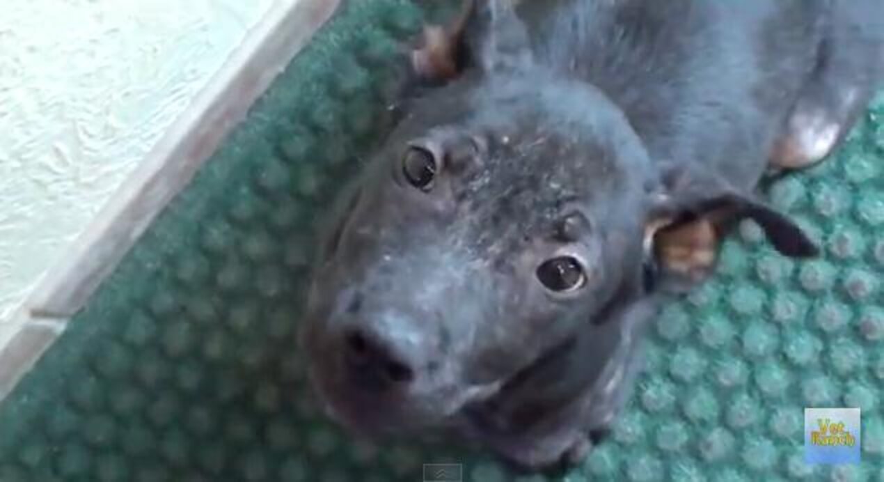 Homeless Puppy Is Now Unbelievably Sleek And Happy - The Dodo