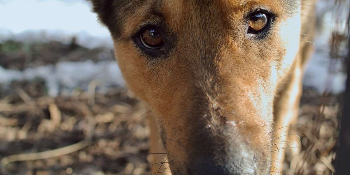 After Gunmen Attack, Ukrainian Shelter Courageously Fights For Life Of ...