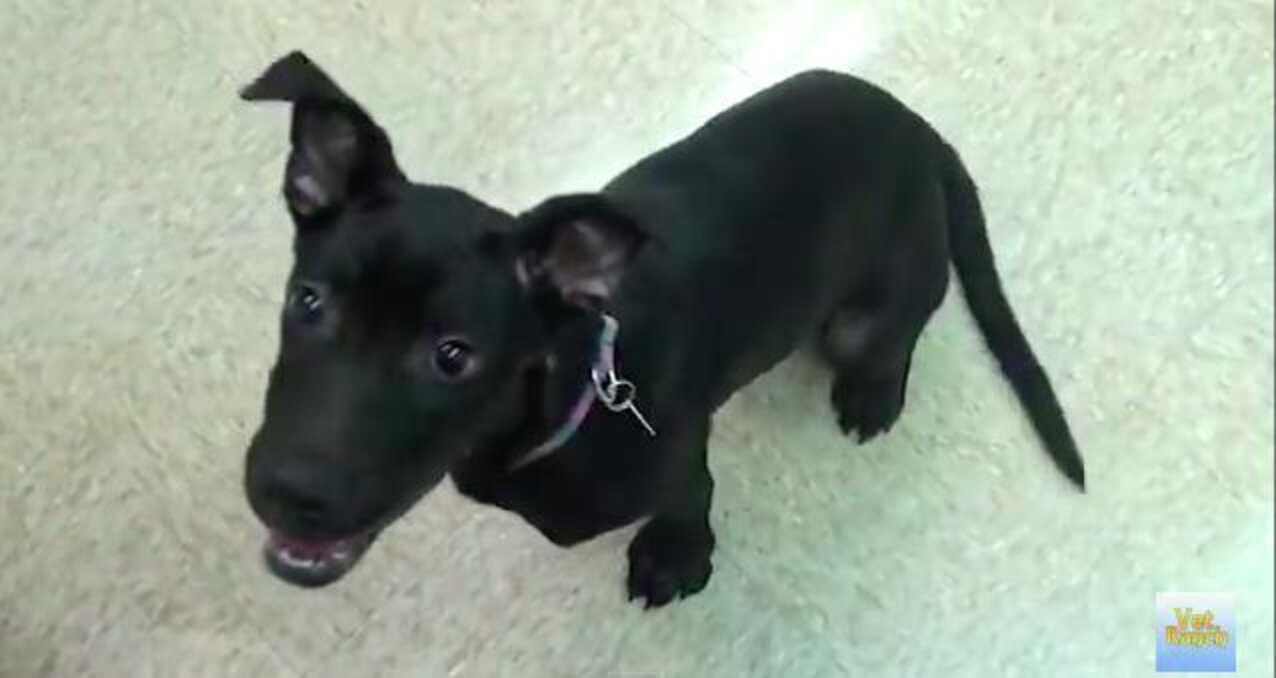 Homeless Puppy Is Now Unbelievably Sleek And Happy - The Dodo