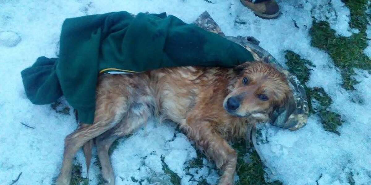 Dog Hit By Car Waited In The Snow For Someone To Save Him - The Dodo