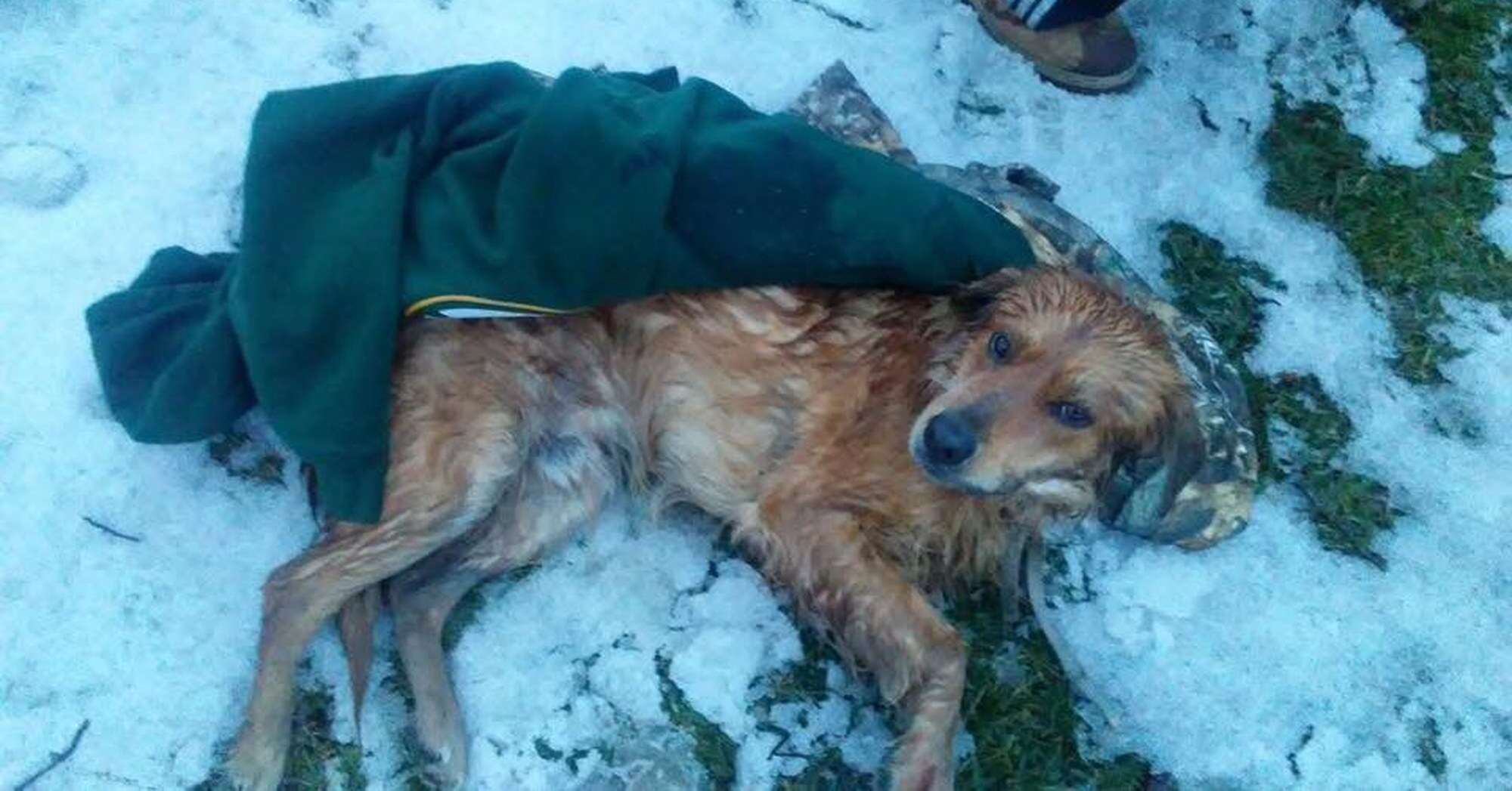 Can I Get In Trouble For Hitting A Dog