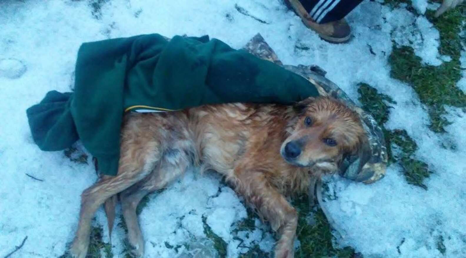 Dog Hit By Car Waited In The Snow For Someone To Save Him - The Dodo