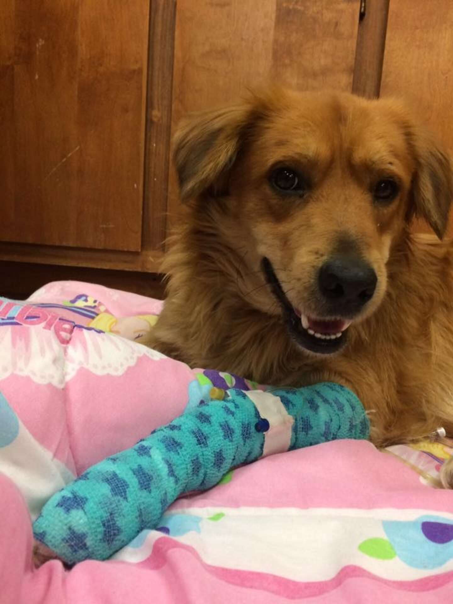 Dog Hit By Car Waited In The Snow For Someone To Save Him - The Dodo