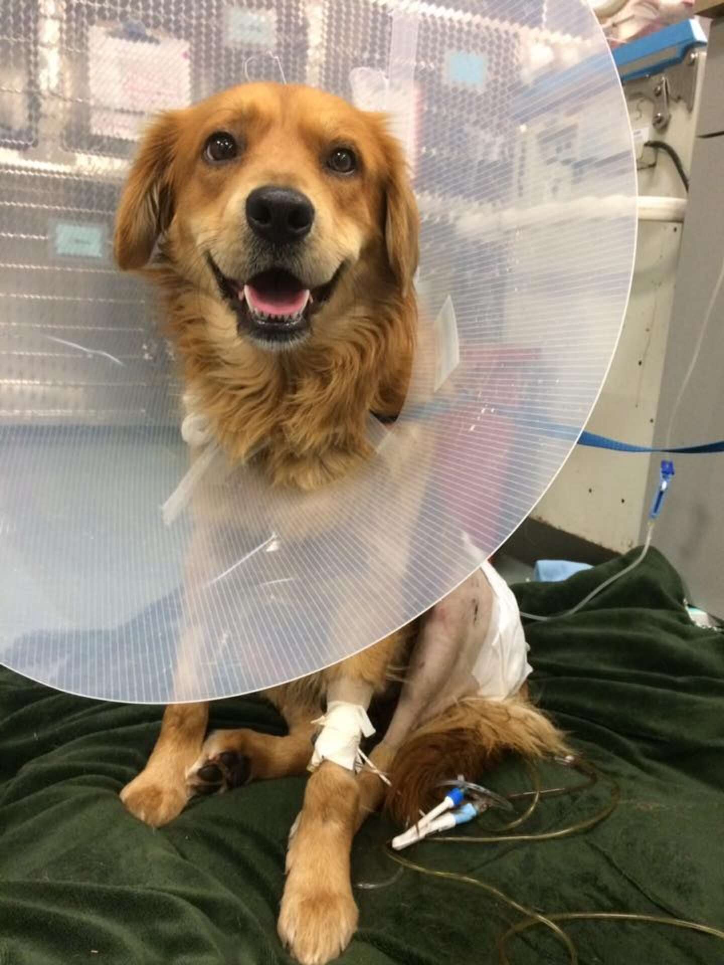 Dog Hit By Car Waited In The Snow For Someone To Save Him - The Dodo