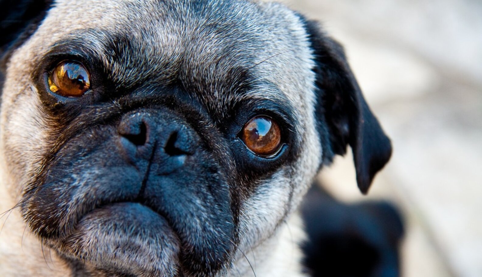 What the pug is going on? - The Dodo