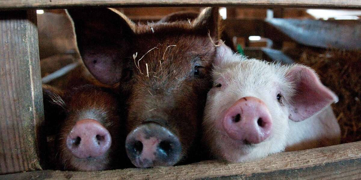American Public Is Waging Nation-Wide Battle For Suffering Farm Animals ...