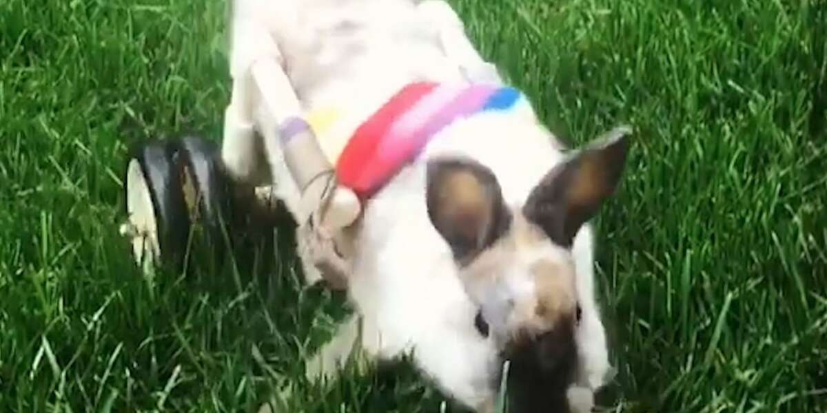 Bunny Was Born Unable To Hop - So Her Family Got Her A Rainbow ...