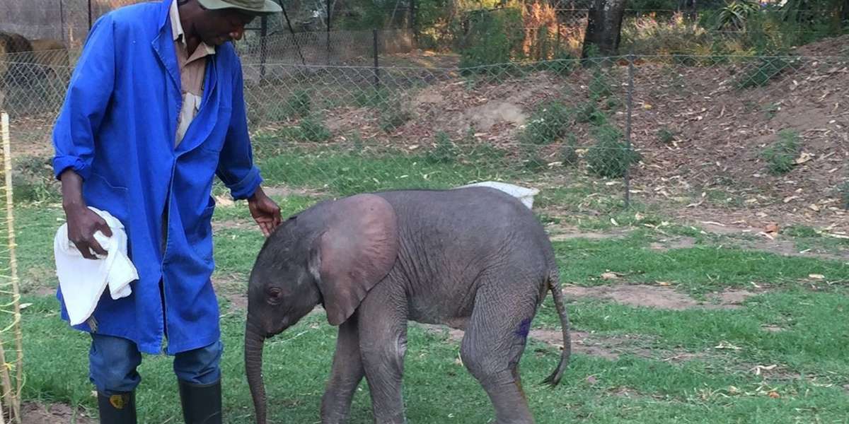 People Discover Tiniest Elephant They've Ever Rescued — All Alone - The ...