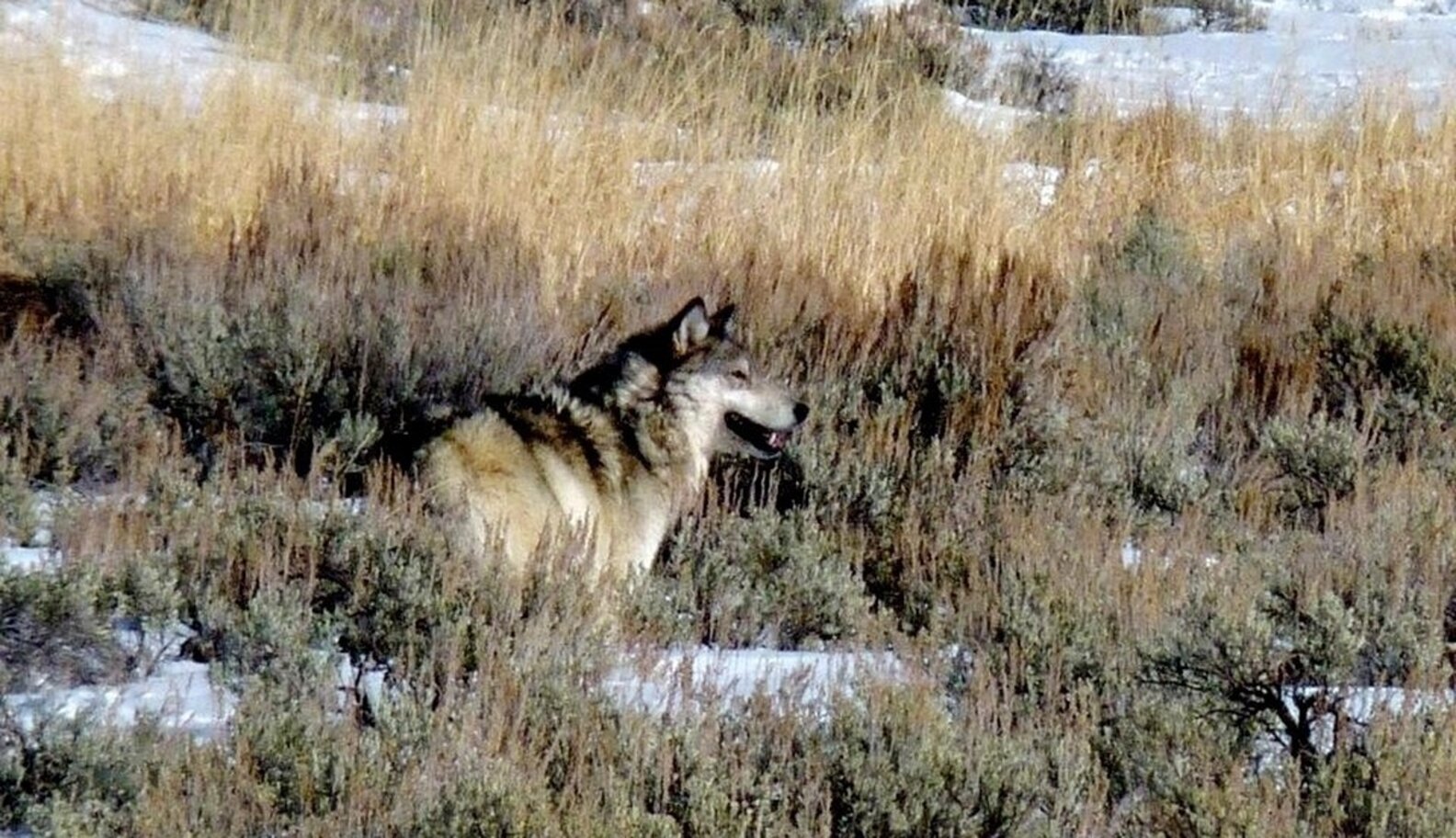 A Tribute to 06, the Smart and Strong Alpha Wolf of the Lamar Canyon ...